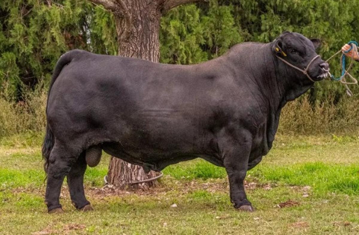Un toro criado en Río Cuarto fue elegido como el mejor Brangus del ...